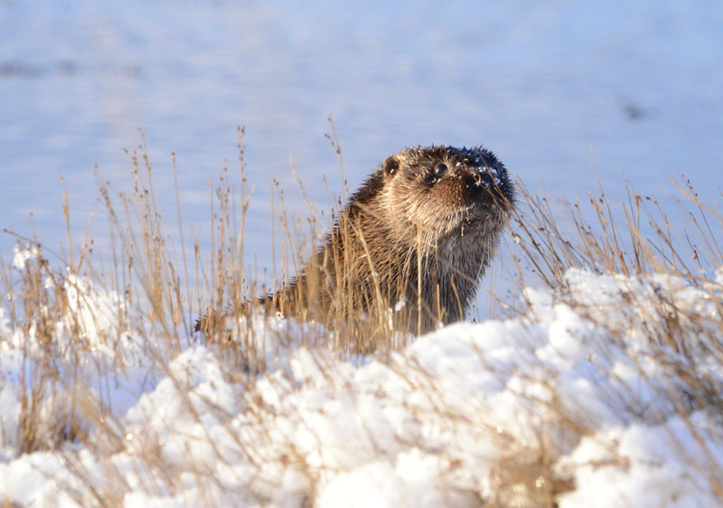 Nick-Card—snowy-brodgar-otter – The Ness of Brodgar Project