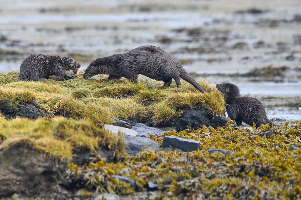 Wednesday wildlife – otter and cubs – The Ness of Brodgar Project