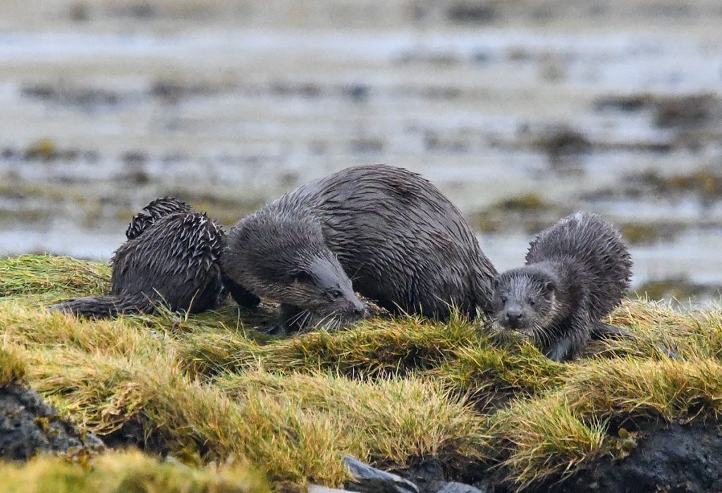 Wednesday wildlife – otter and cubs – The Ness of Brodgar Project