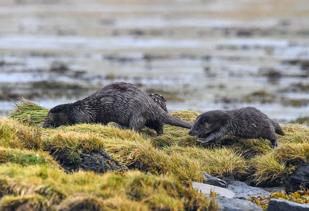 Wednesday wildlife – otter and cubs – The Ness of Brodgar Project
