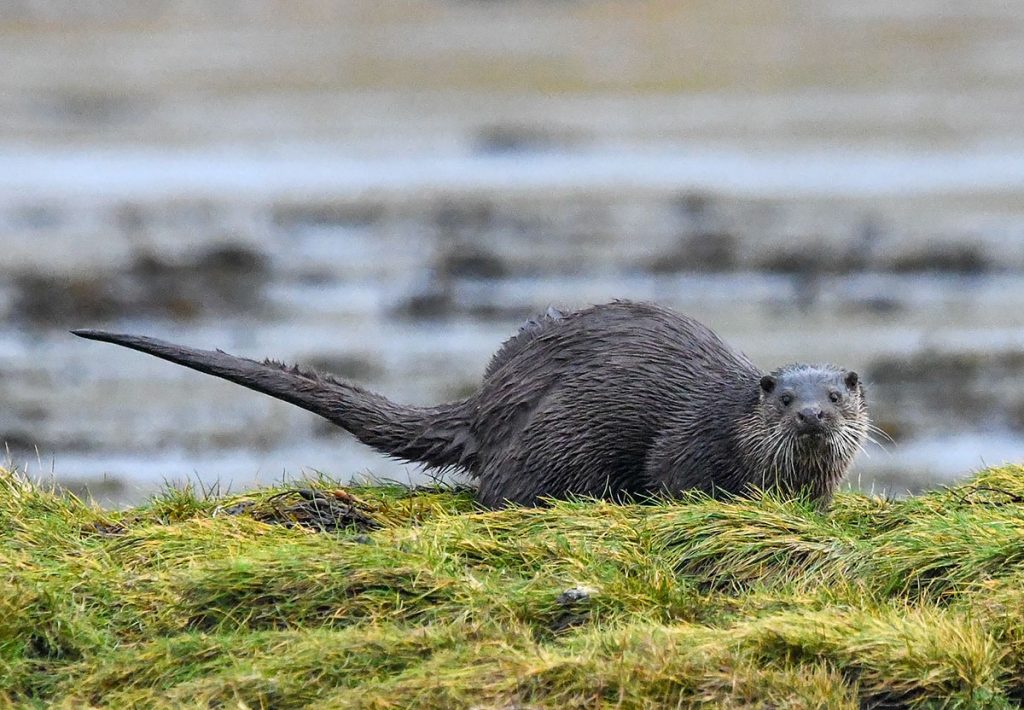 Wednesday wildlife – otter and cubs – The Ness of Brodgar Project