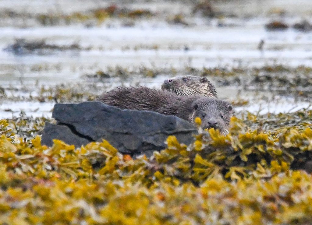 Wednesday wildlife – otter and cubs – The Ness of Brodgar Project