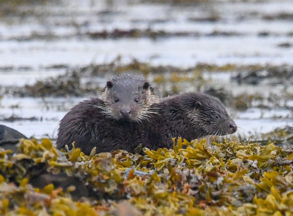 Wednesday wildlife – otter and cubs – The Ness of Brodgar Project