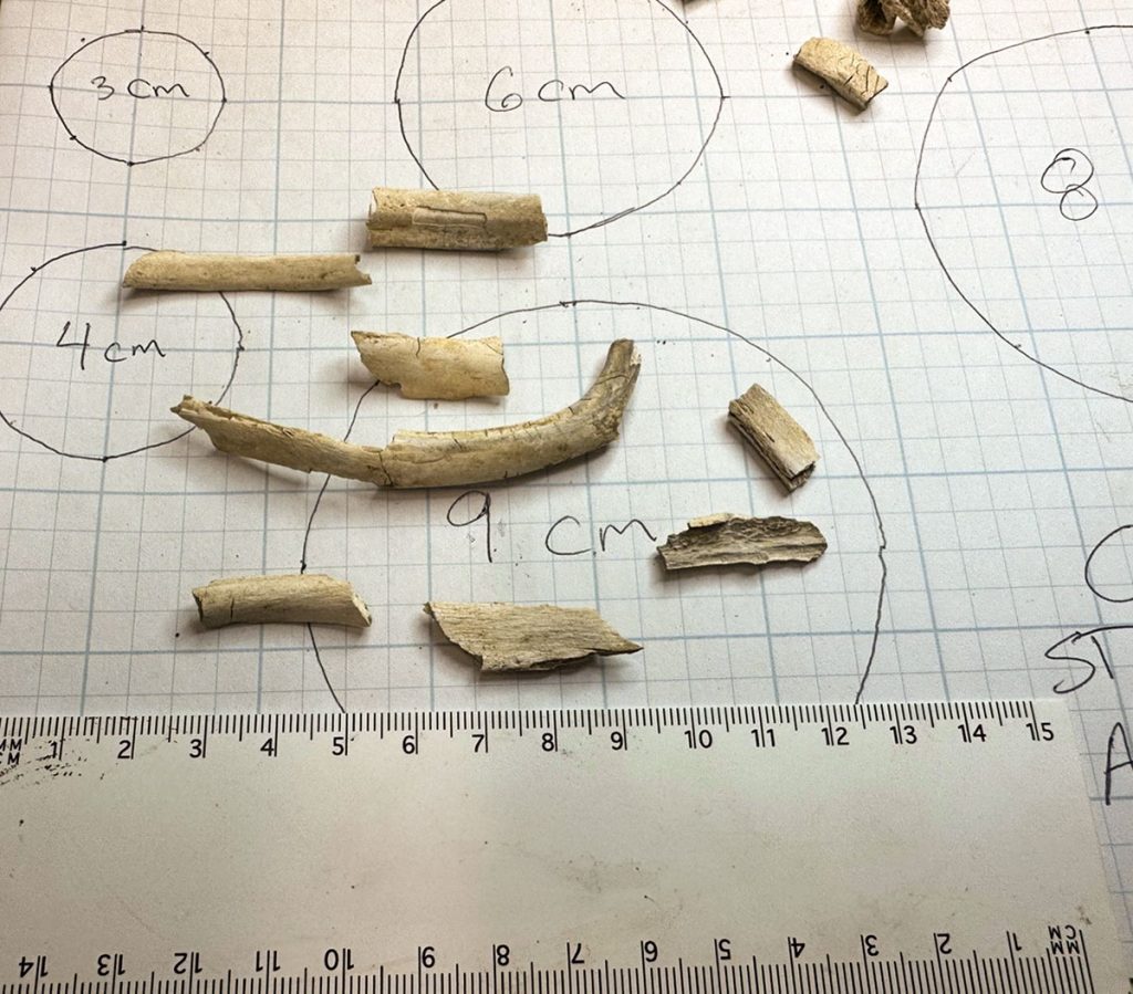 Burning issues – analysing the burnt bone from Structure Eight – The ...