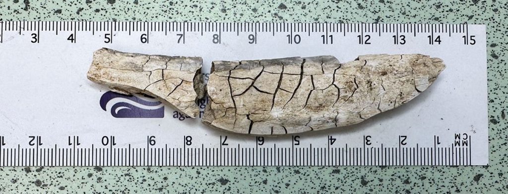 Burning issues - analysing the burnt bone from Structure Eight - The ...