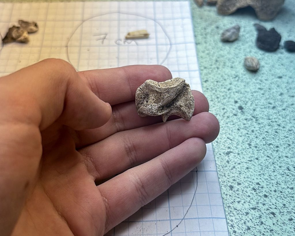 Burning issues - analysing the burnt bone from Structure Eight - The ...