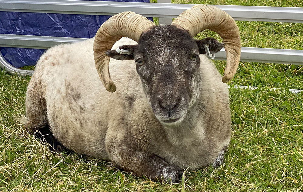boreray-sheep – The Ness of Brodgar Project