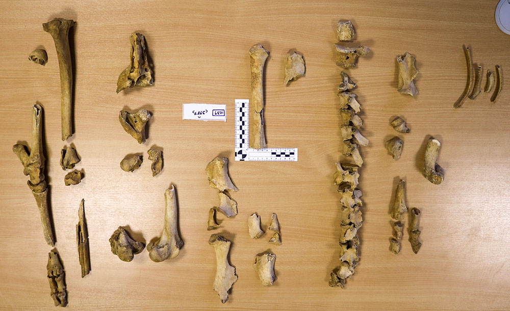 The riddle of the red deer – the research continues… - The Ness of ...